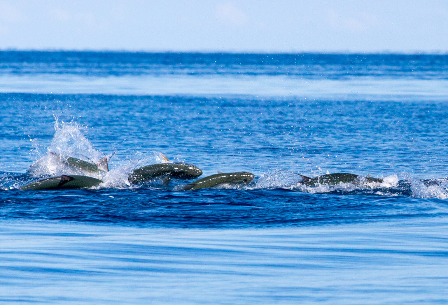 Bonefish & Tarpon Trust International Science Symposium & Flats Expo ...